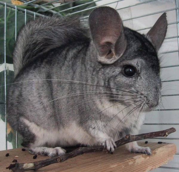 Chinchilla & Degu Diet - Galens Garden