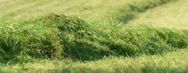 Types of Hay - Galens Garden