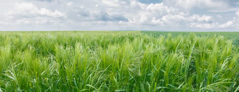 Types of Hay - Galens Garden