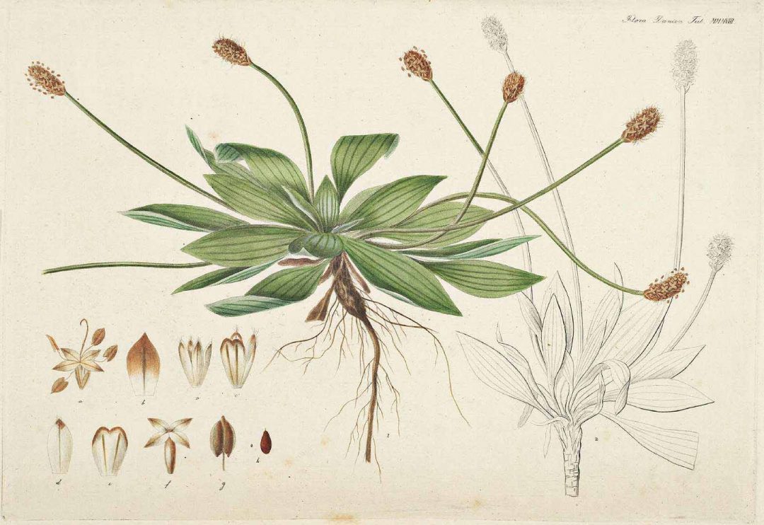 Plantain - Plantago species - Galens Garden