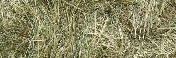 Understanding Hay - Galens Garden