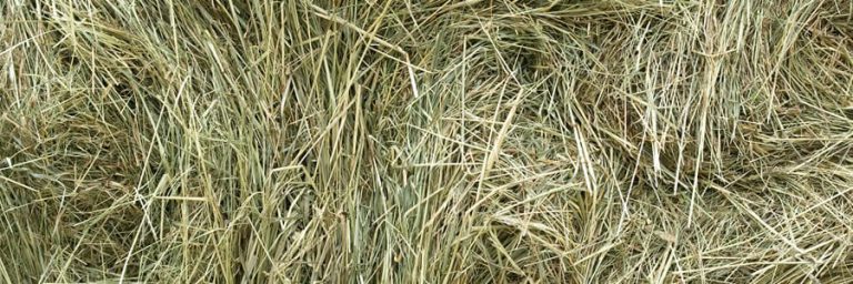 Understanding Hay - Galens Garden